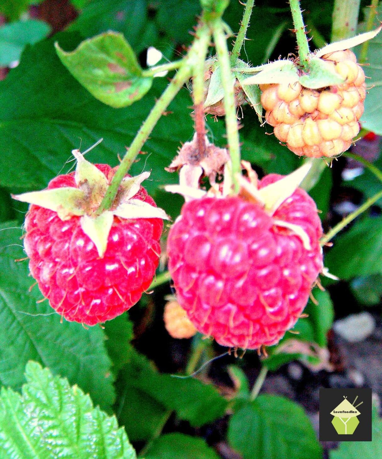 How to Freeze Soft Berries | Lovefoodies